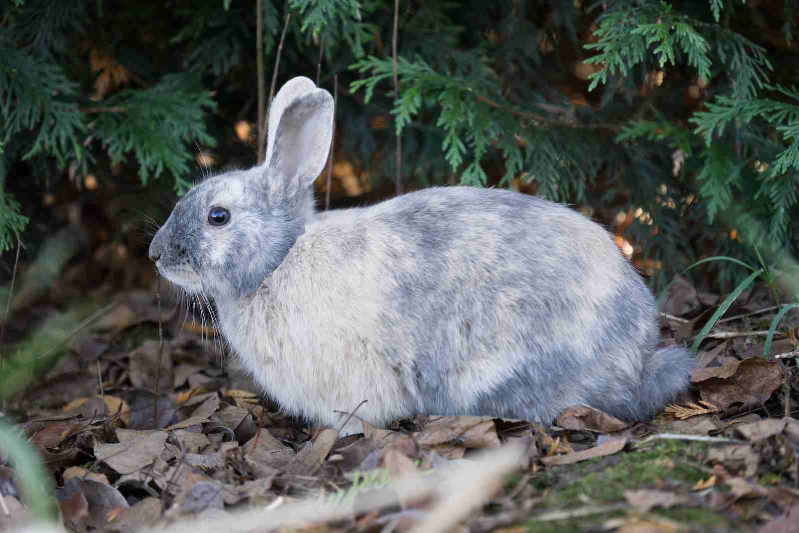How Many Domestic Rabbit Breeds Exist? - BackyardBunnyNews