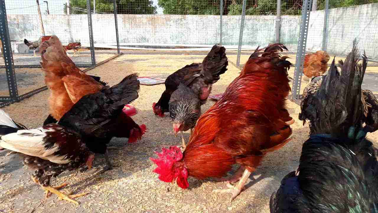 Ready to Build a Home for Your Backyard Chickens? - BackyardChickenNews