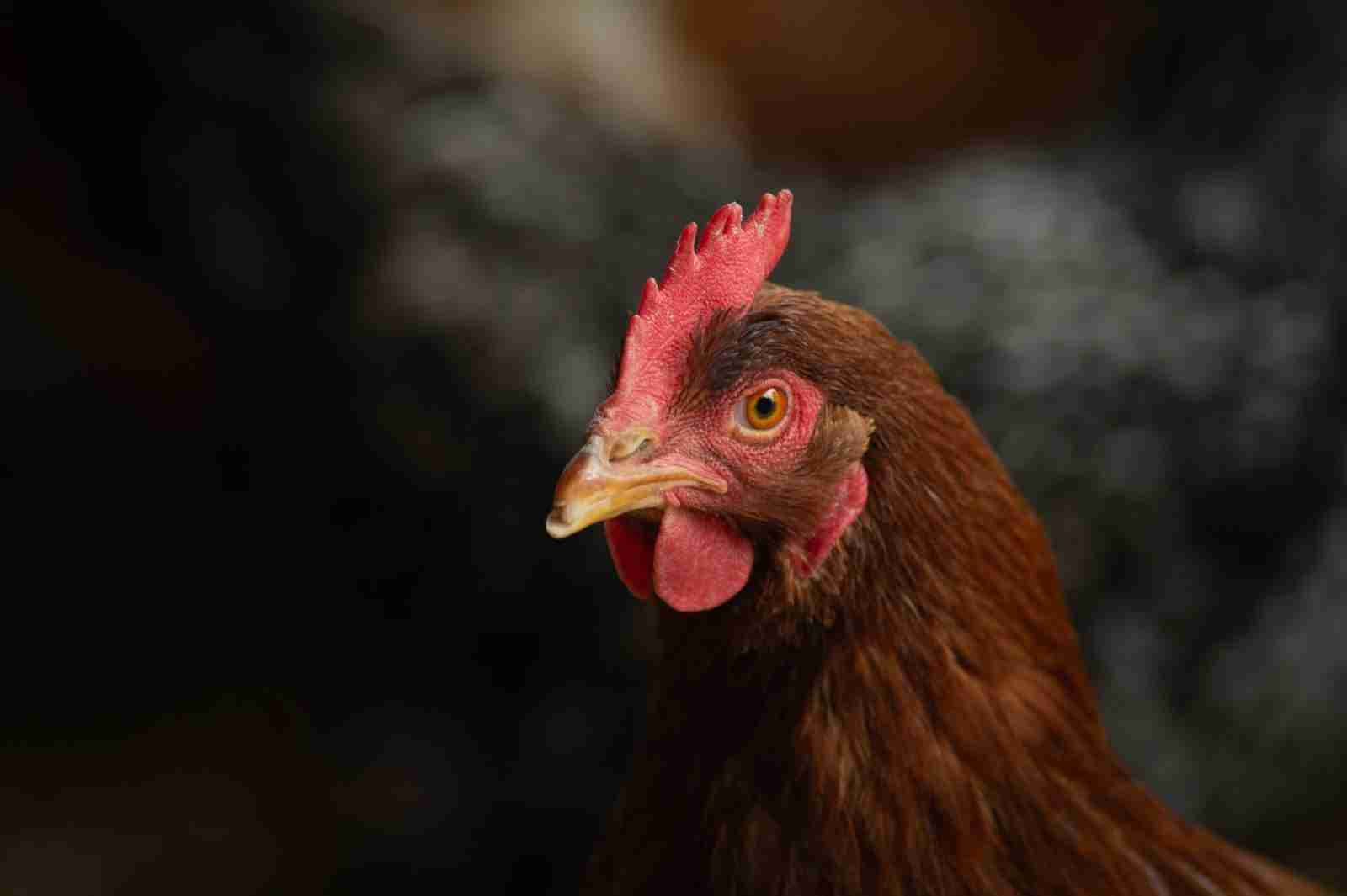 What Are the Effects Of Lymphoid Leukosis on Chickens ...
