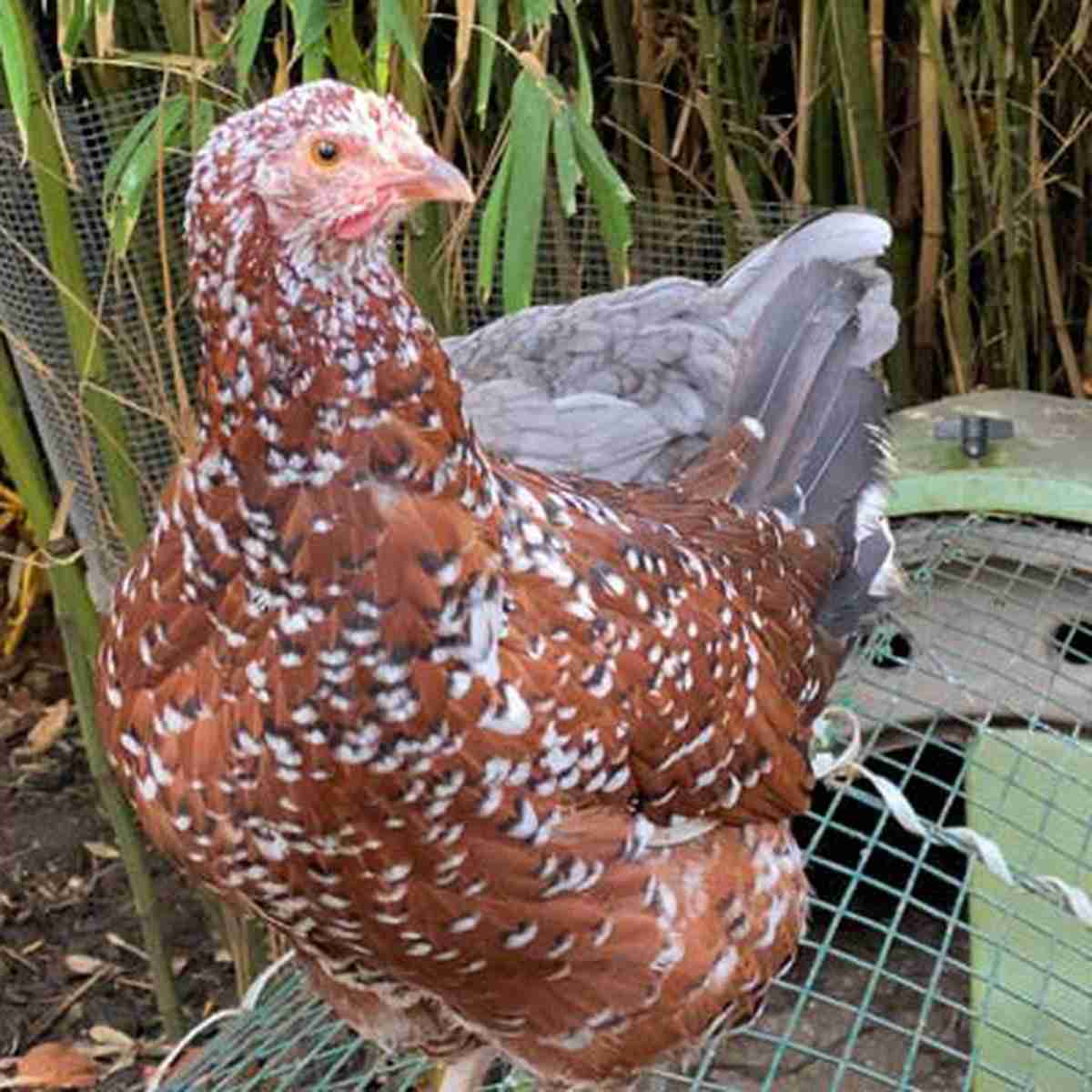 Are Backyard Chickens a Messy Affair? - BackyardChickenNews