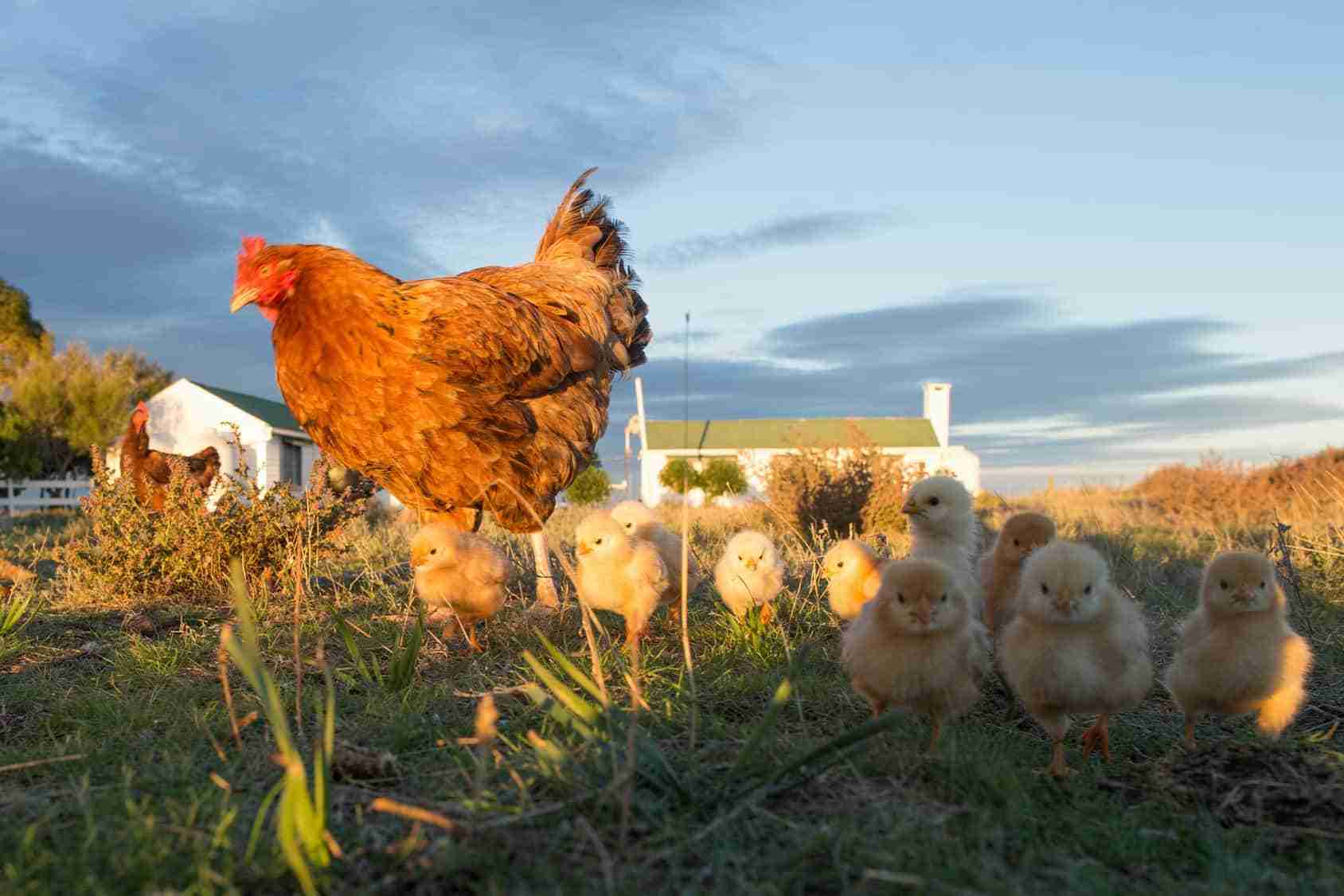Are You Keeping Your Backyard Chickens Happy? - BackyardChickenNews