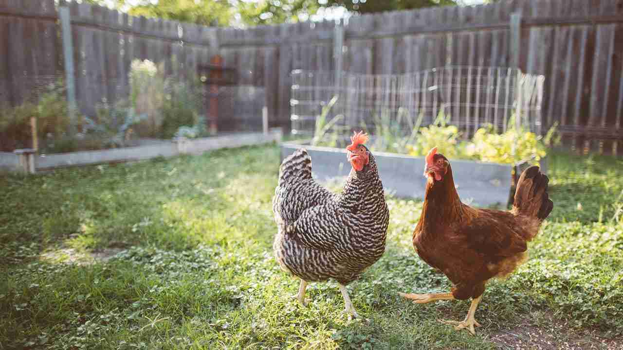 What Are the Best Foods to Feed Your Backyard Chickens ...