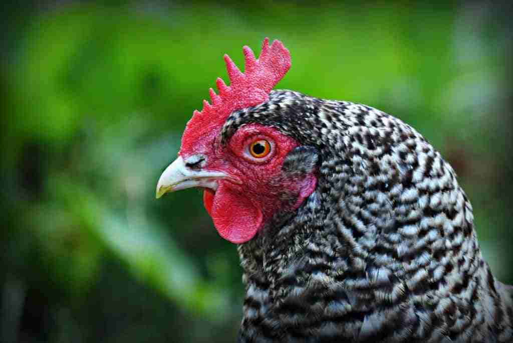 Are You Ready for the Vermont Poultry Show & Sale? - BackyardChickenNews