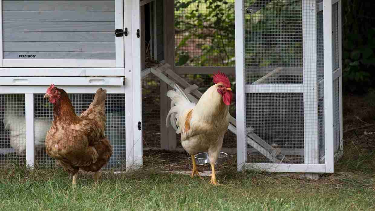 Can You Win At the Ohio State Fair Poultry Show? - BackyardChickenNews