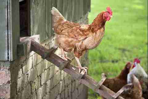 What Are the Effects Of Infectious Bursal Disease on Chickens ...