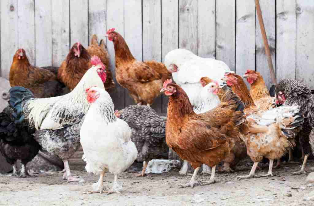 What Lies Behind the Oklahoma Mini Mega Poultry Show? - BackyardChickenNews