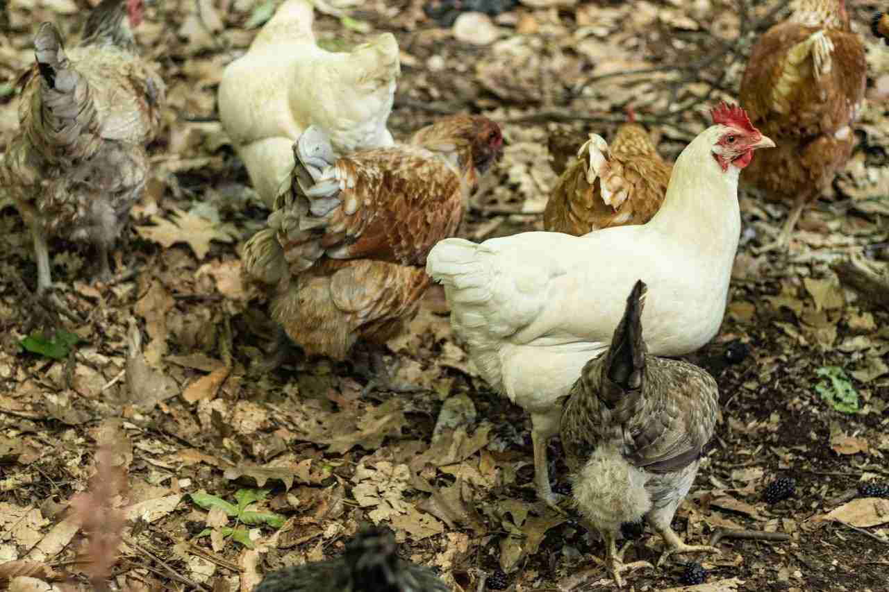 What Are The Best Foods To Feed Your Backyard Chickens