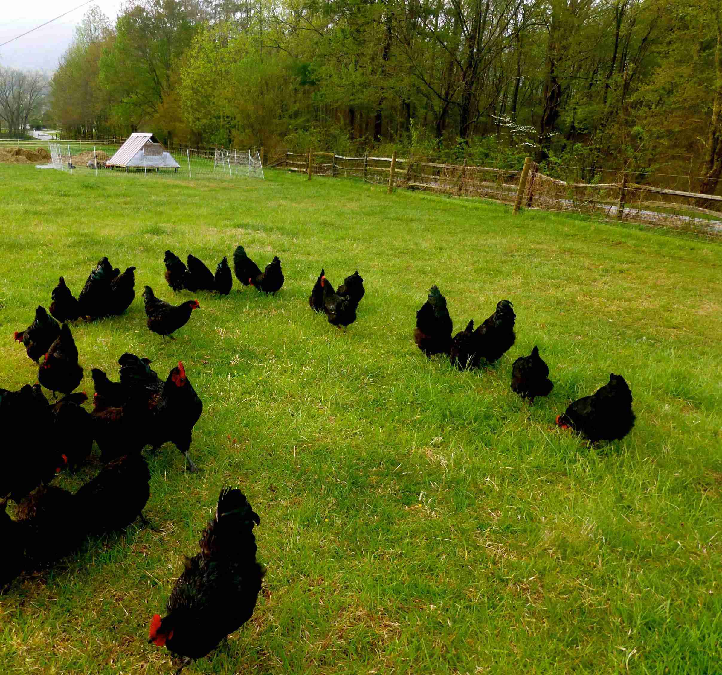 What Is The Lynden Fair Poultry Show? - BackyardChickenNews
