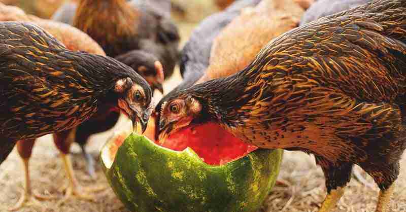 What Are the Effects Of Threadworms on Chickens? - BackyardChickenNews