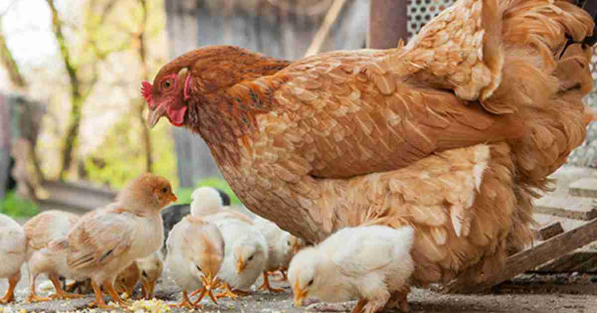 What Is an Altsteirer Chicken? - BackyardChickenNews
