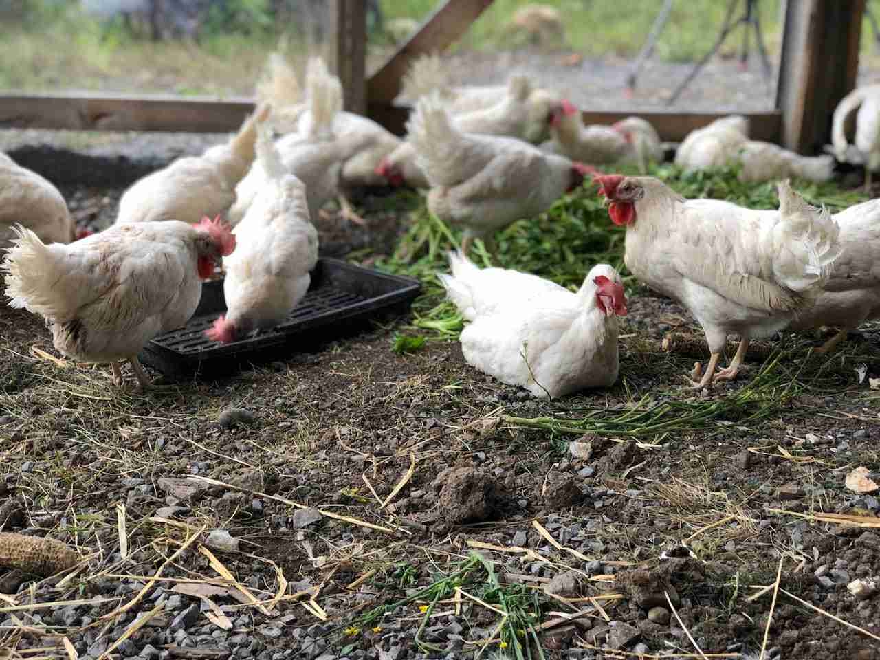 How Can You Have Happy, Healthy Backyard Chickens? - BackyardChickenNews