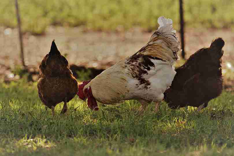 Can You Win the Bantam Fall Classic Poultry Show? - BackyardChickenNews