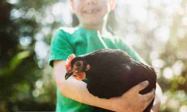 Can You Keep Chickens In Your Yard Backyardchickennews