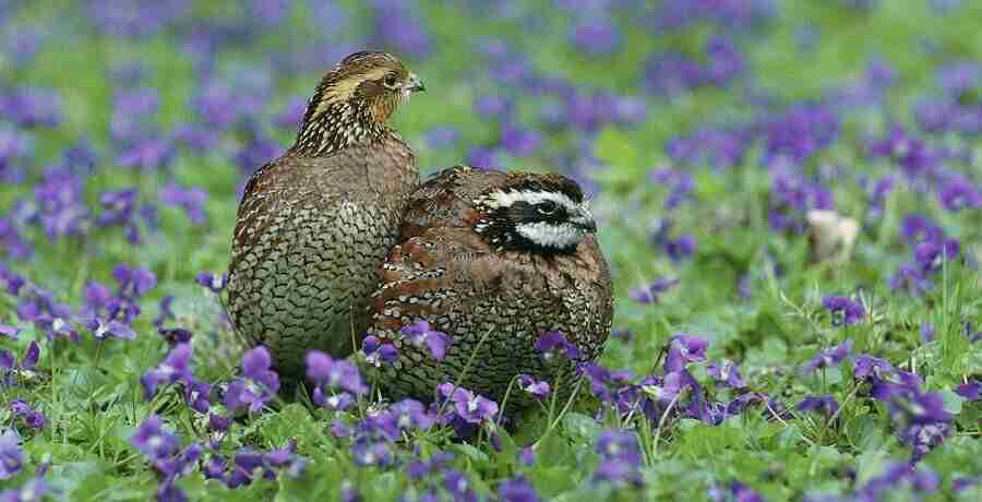 What Is the Araucana Chicken Breed? - BackyardChickenNews