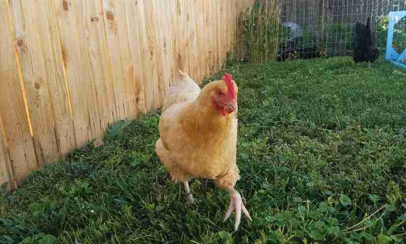What Is Isbar Chicken? - BackyardChickenNews