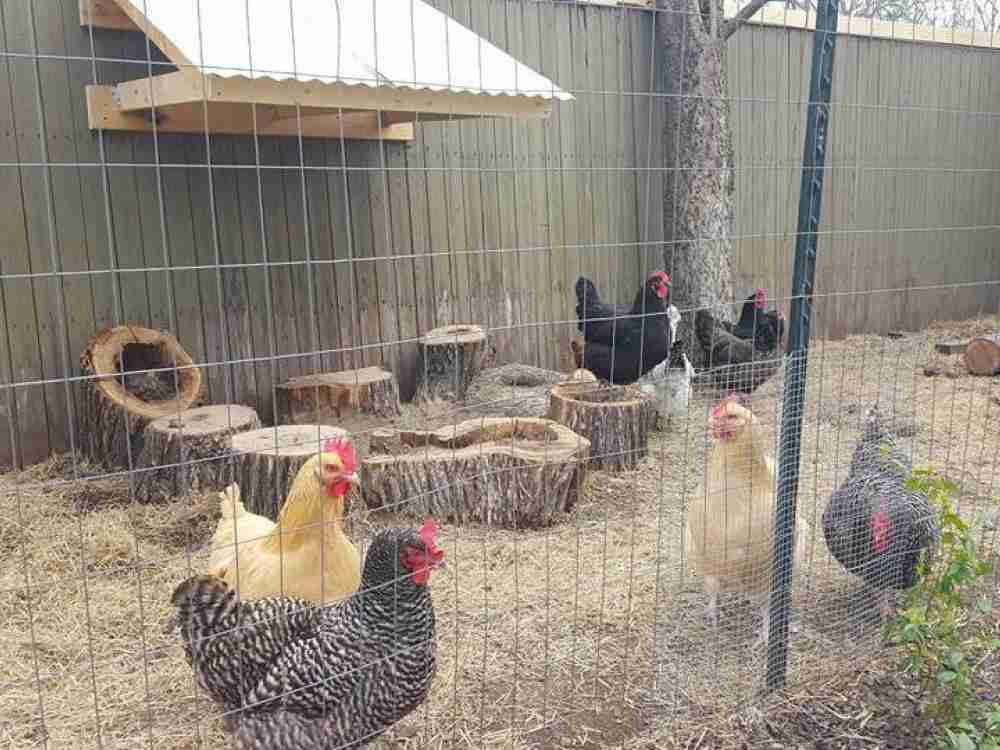 Have You Heard About the Maine Central Maine Bird Fanciers Spring ...