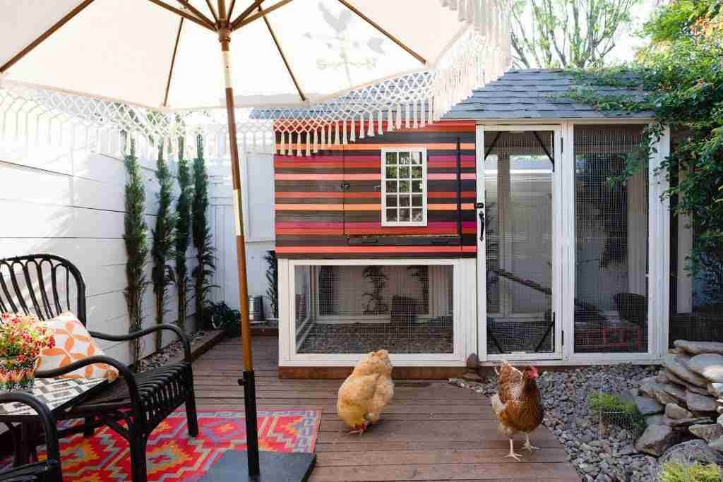 What Are the Effects Of Infectious Bronchitis on Chickens ...
