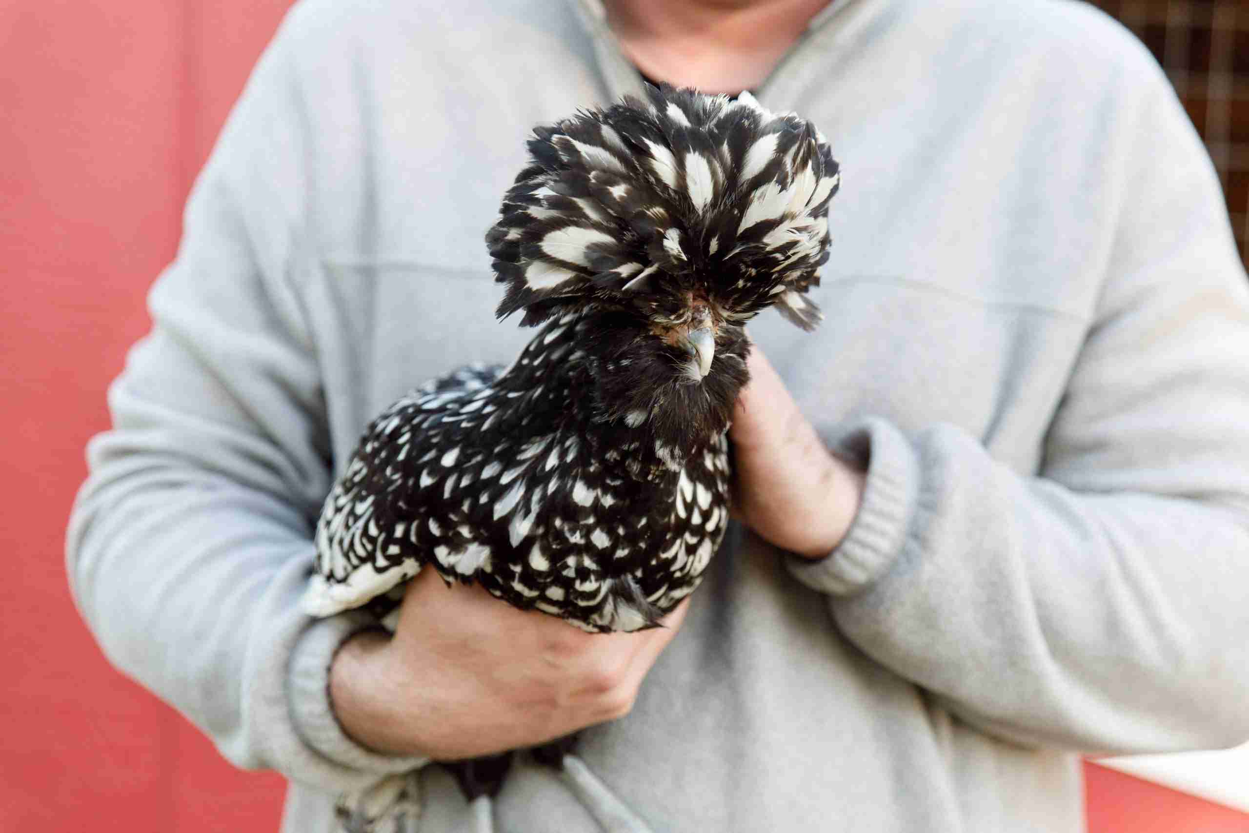 Can You Win Big At the Florida Serama Show? - BackyardChickenNews