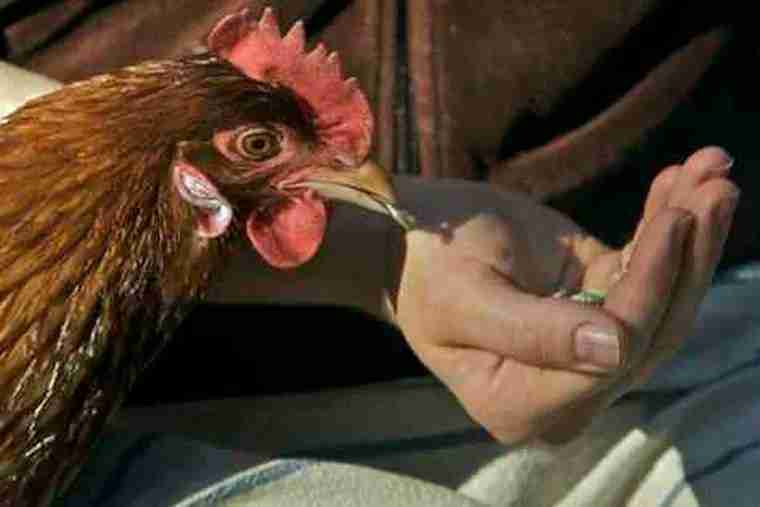 Is There An Arkansas State Fair Spring Livestock Poultry Show ...