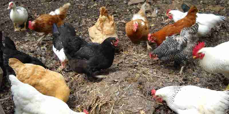 Can I Keep Chickens In Massachusetts? - BackyardChickenNews