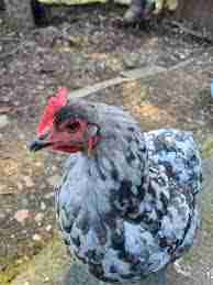 What Is an Altsteirer Chicken? - BackyardChickenNews