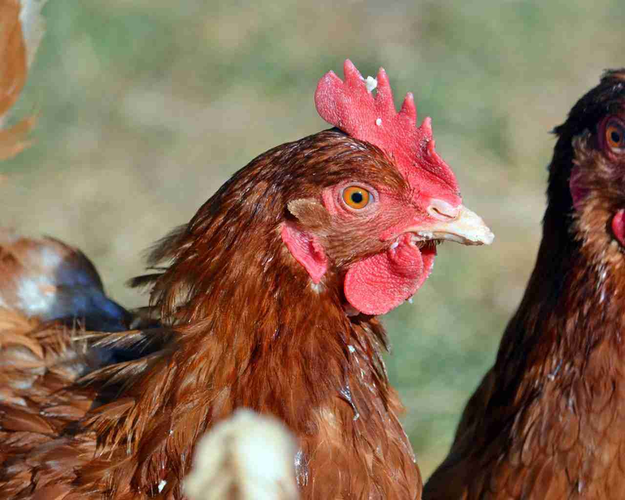 Are Backyard Chickens Laying Watery Eggs? - BackyardChickenNews