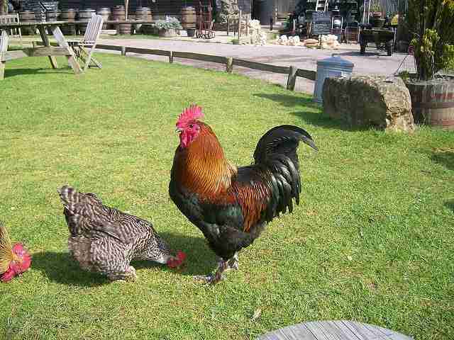 What Is Cooking At The Vermont Green Mountain Poultry Show ...