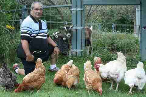 Are You Ready for Alabama's Serama Summer Showdown? - BackyardChickenNews