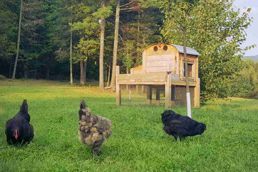 What Are the Best Foods to Feed Your Backyard Chickens ...