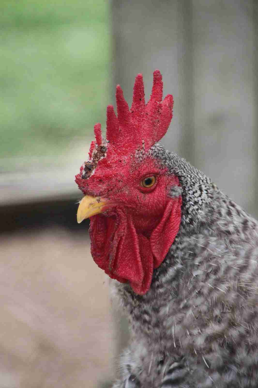 Can Racing Pigeons Take Flight At the Central Virginia Poultry Show ...