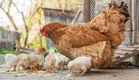 Are You Keeping Your Backyard Chickens Happy? - BackyardChickenNews