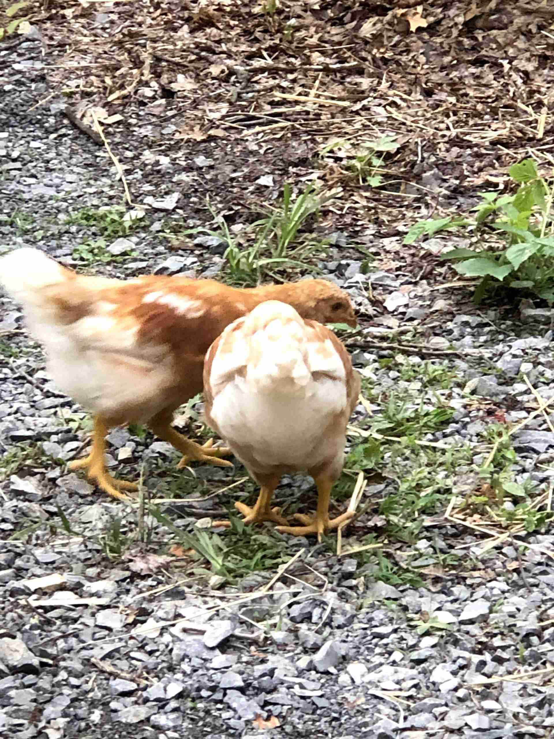 Can You Win At the Ohio State Fair Poultry Show? - BackyardChickenNews