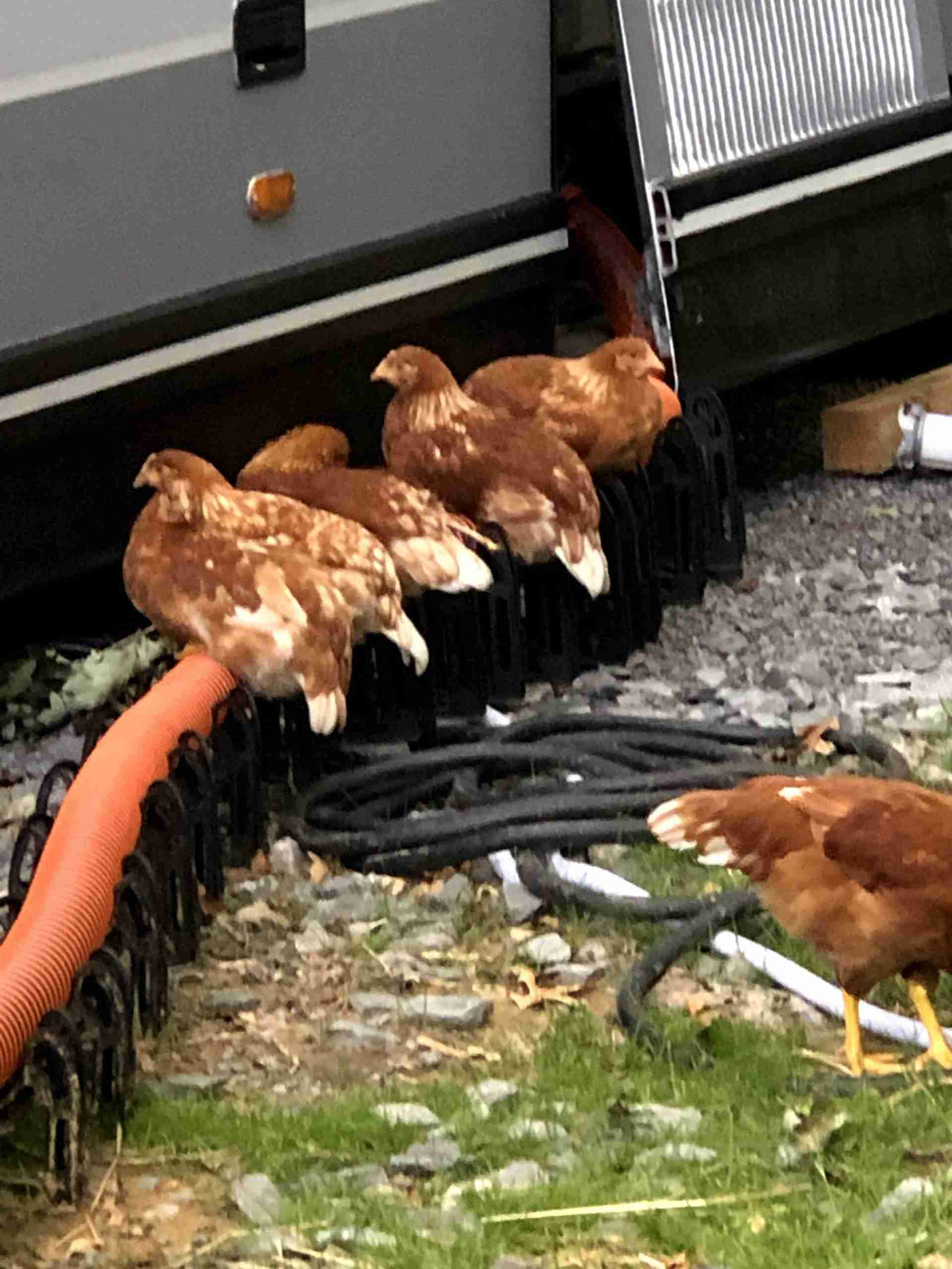 How to Raise Healthy Backyard Chickens? - BackyardChickenNews