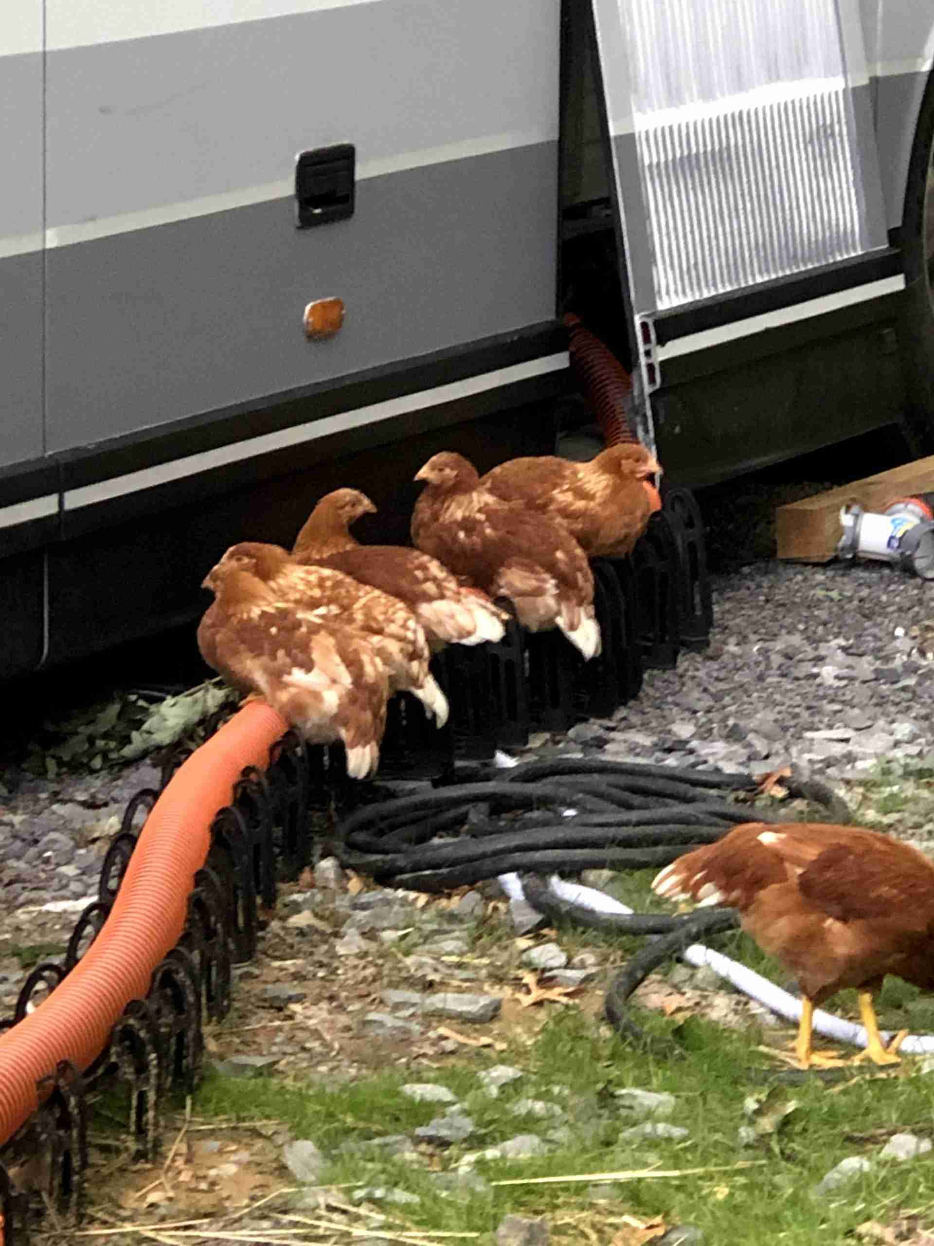 How Can You Keep Your Chickens Cool? - BackyardChickenNews