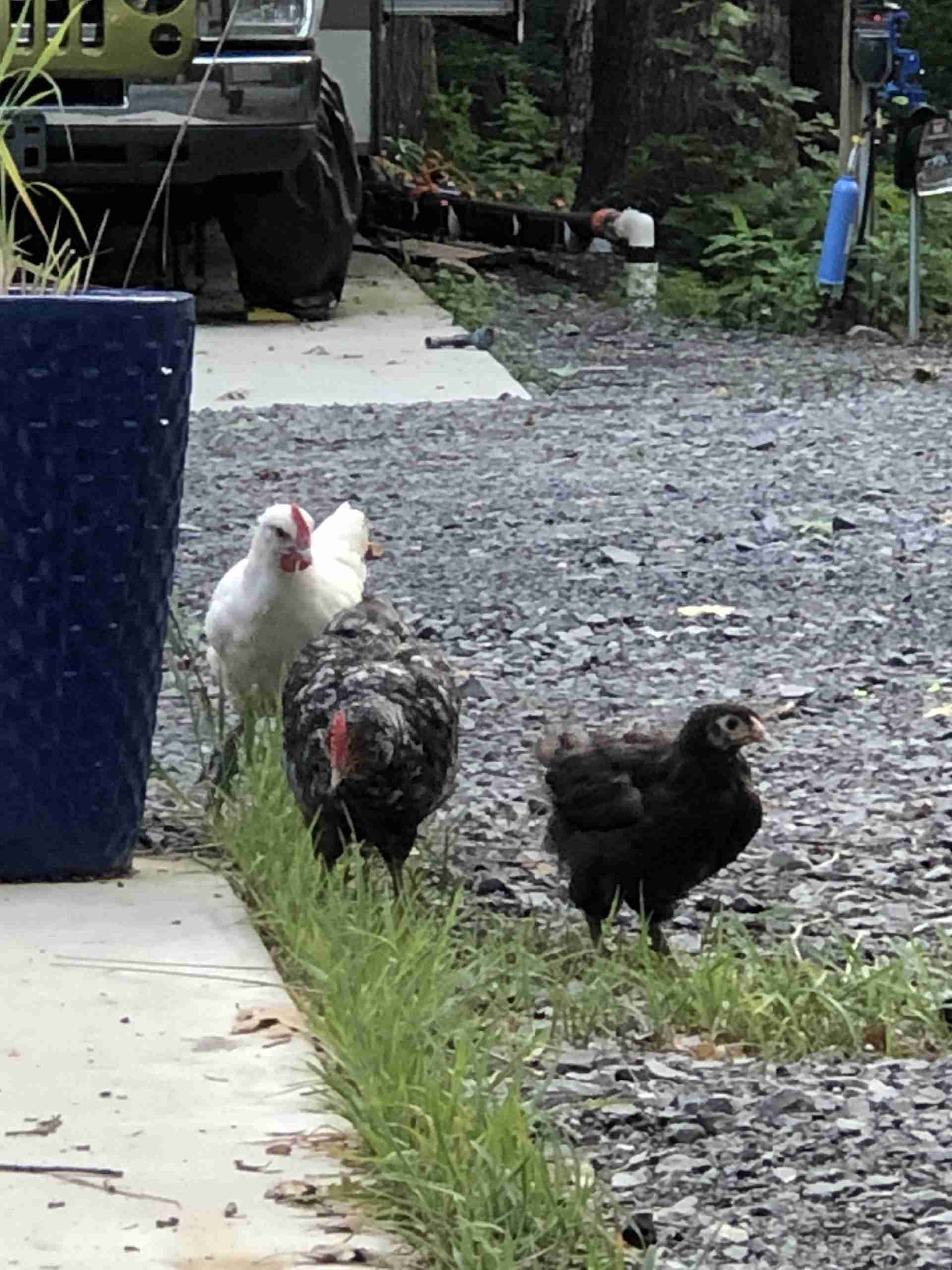Which Backyard Chickens Lay the Most Eggs? - BackyardChickenNews
