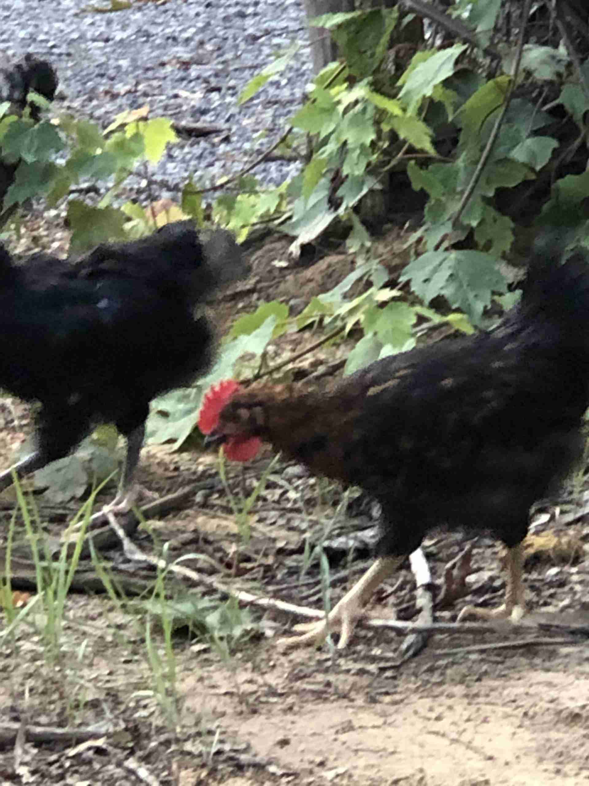 Is the Mysterious Swedish Black Hen a Breed Of Chicken ...