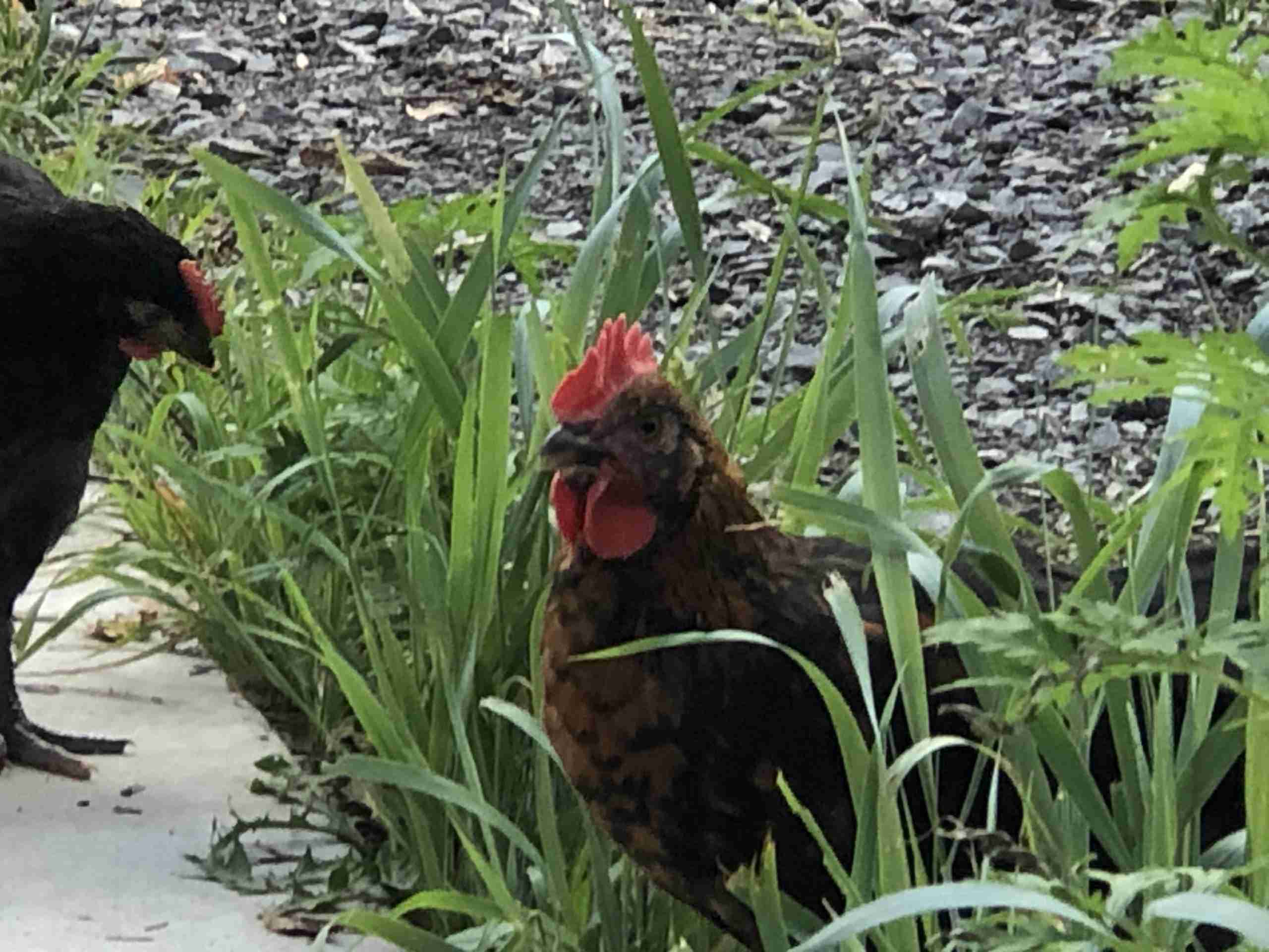 What Lies Behind the Oklahoma Mini Mega Poultry Show? - BackyardChickenNews