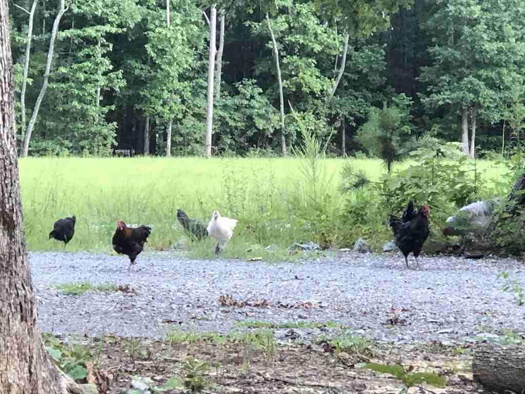 Will Chickens Ruin a Yard? - BackyardChickenNews