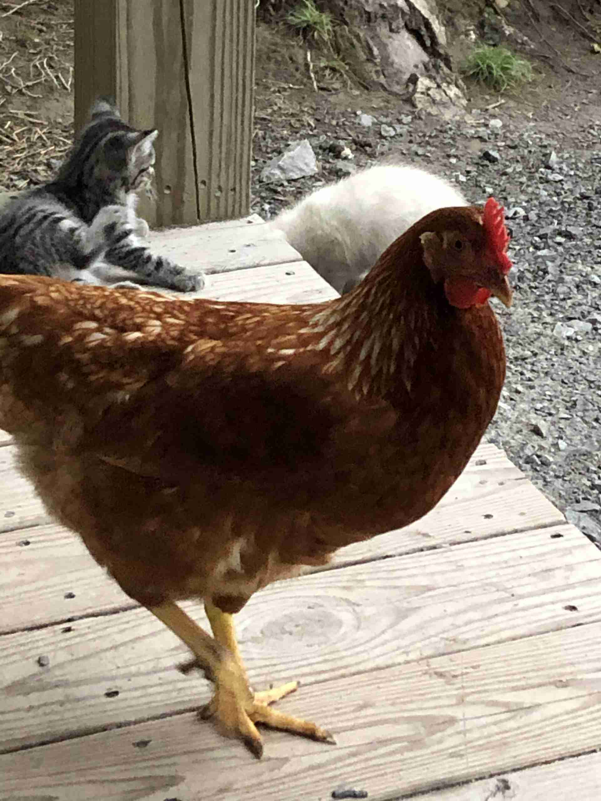 Is The Tennessee Poultry Show Something to Crow About ...