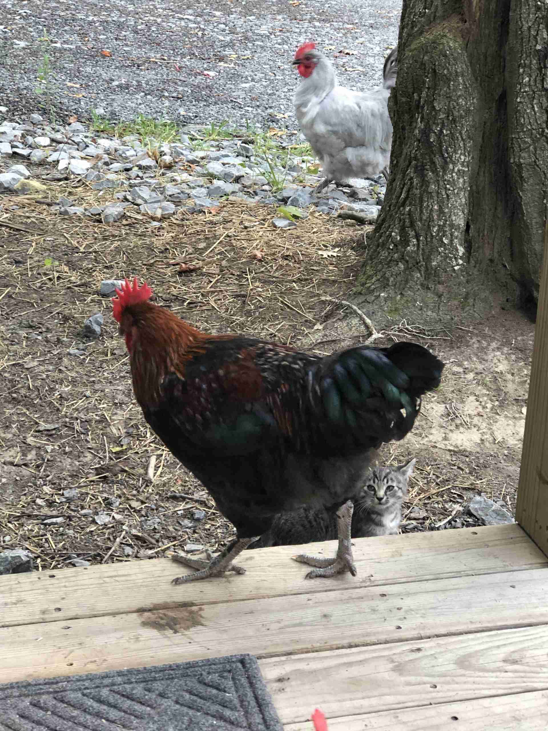 Can Faverolles Fanciers Find Their Perfect Chicken? - BackyardChickenNews