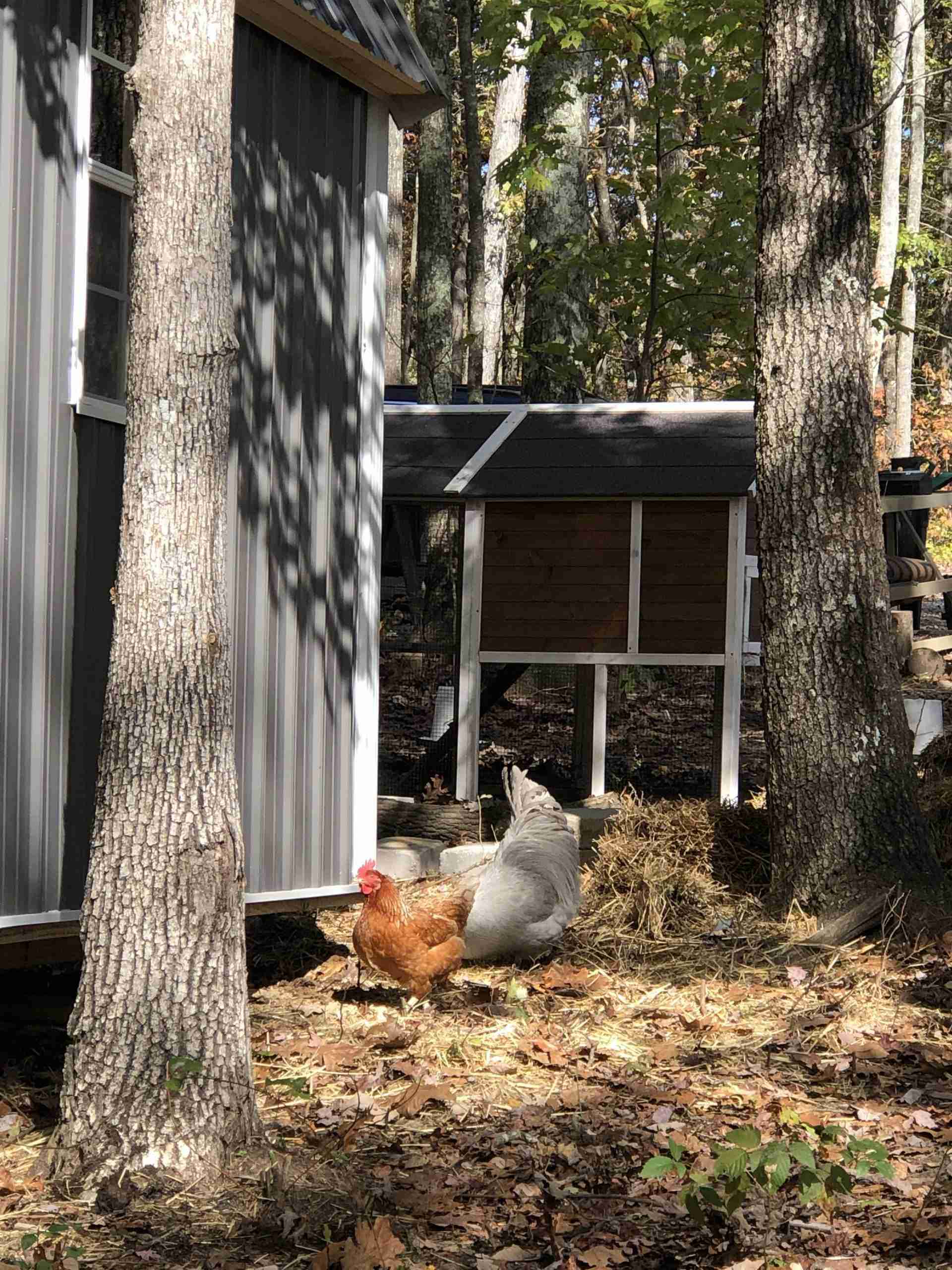 Are You Ready to Experience the Pasco County Fair and Poultry Show ...
