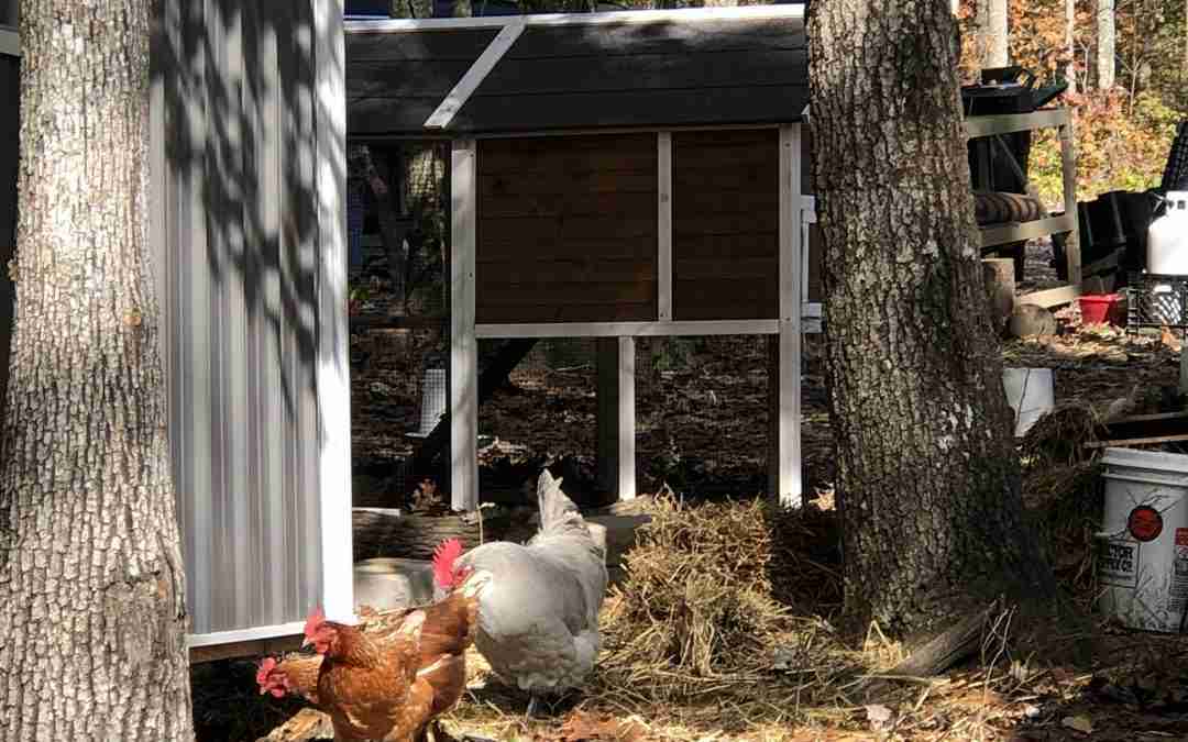 What Are The Most Popular Backyard Chicken Breeds Backyardchickennews