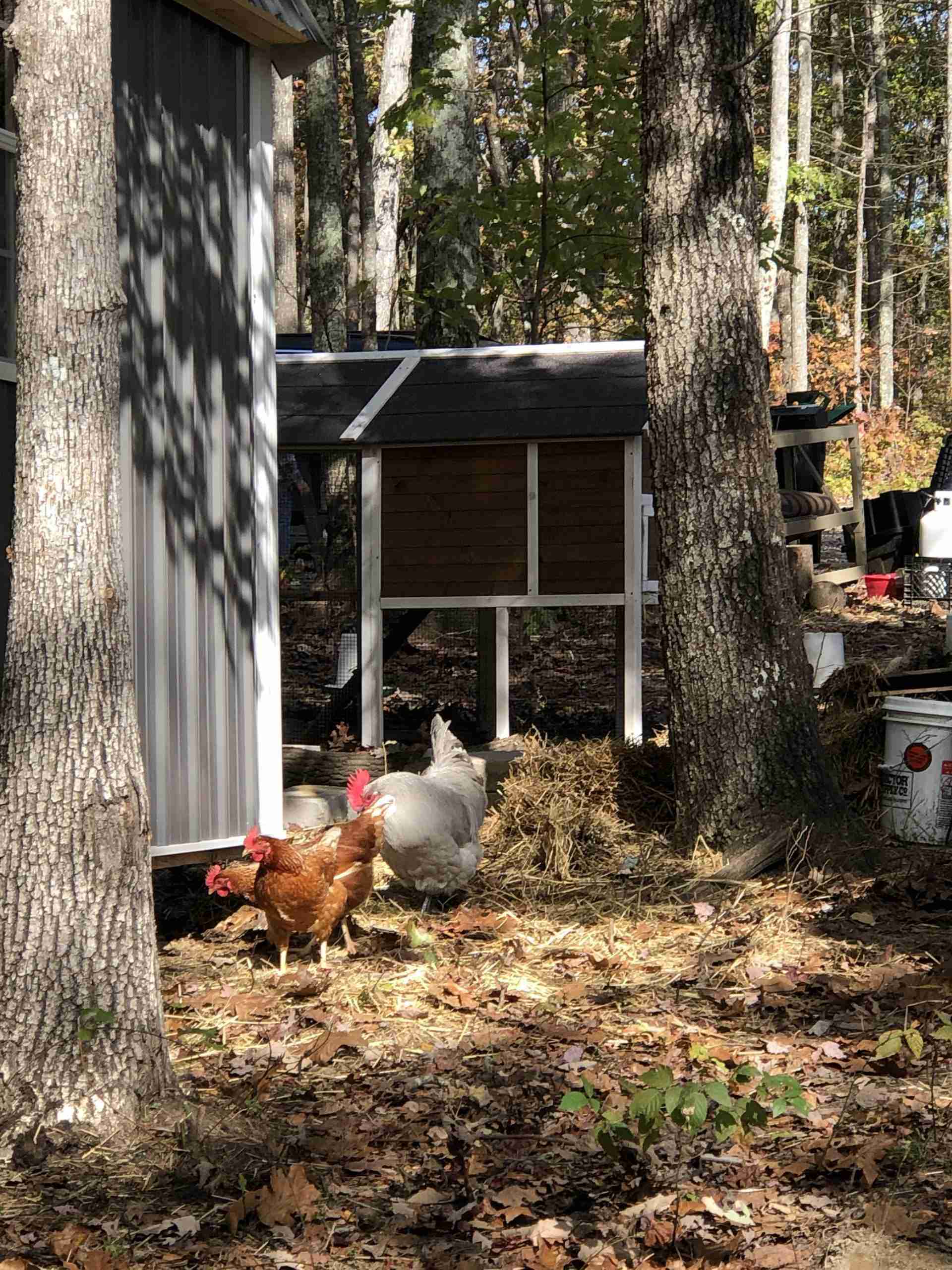 What Benefits Can You Get From Raising Backyard Chickens ...