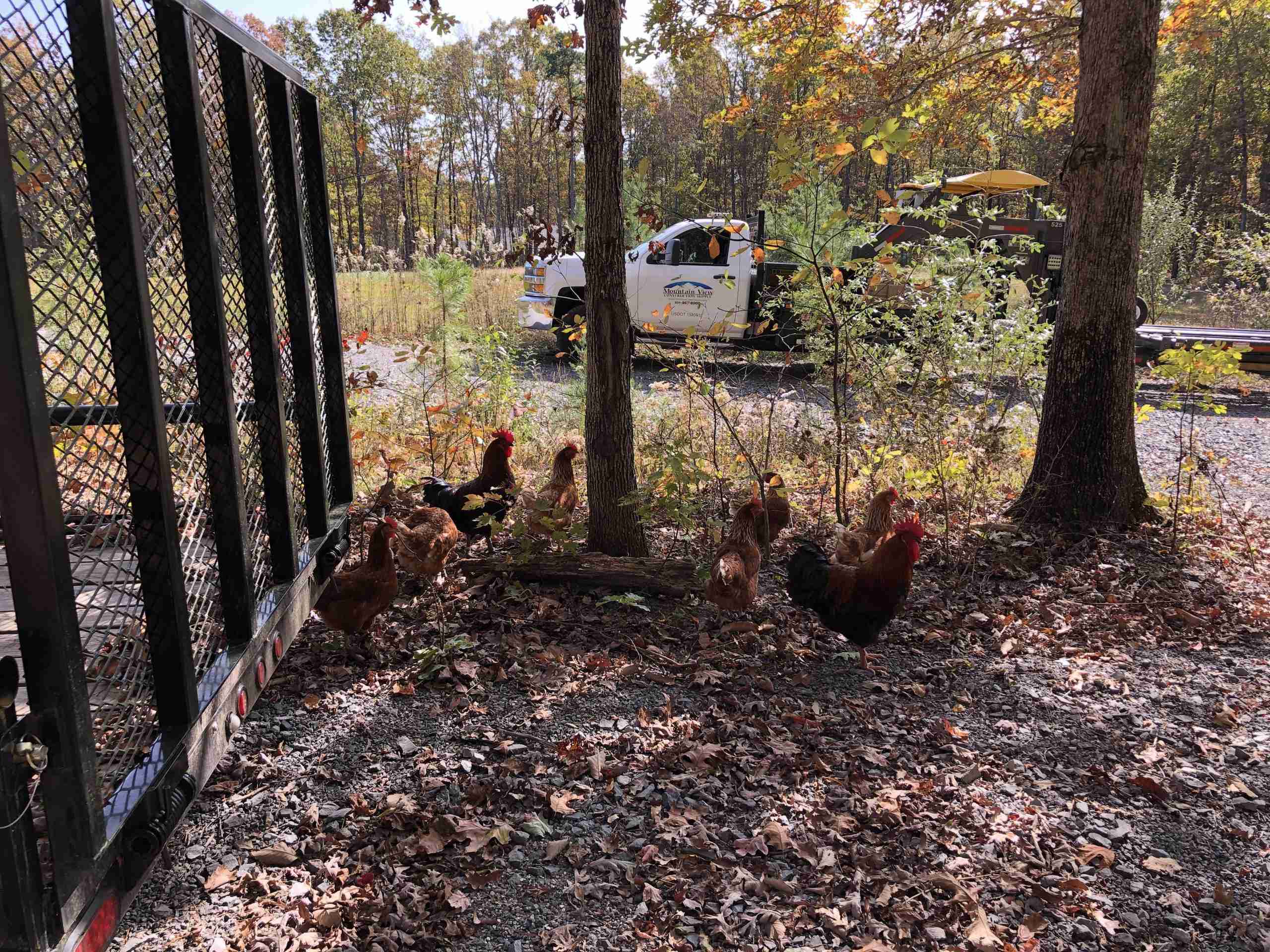 What Are the Most Essential Factors for Raising Healthy Backyard ...