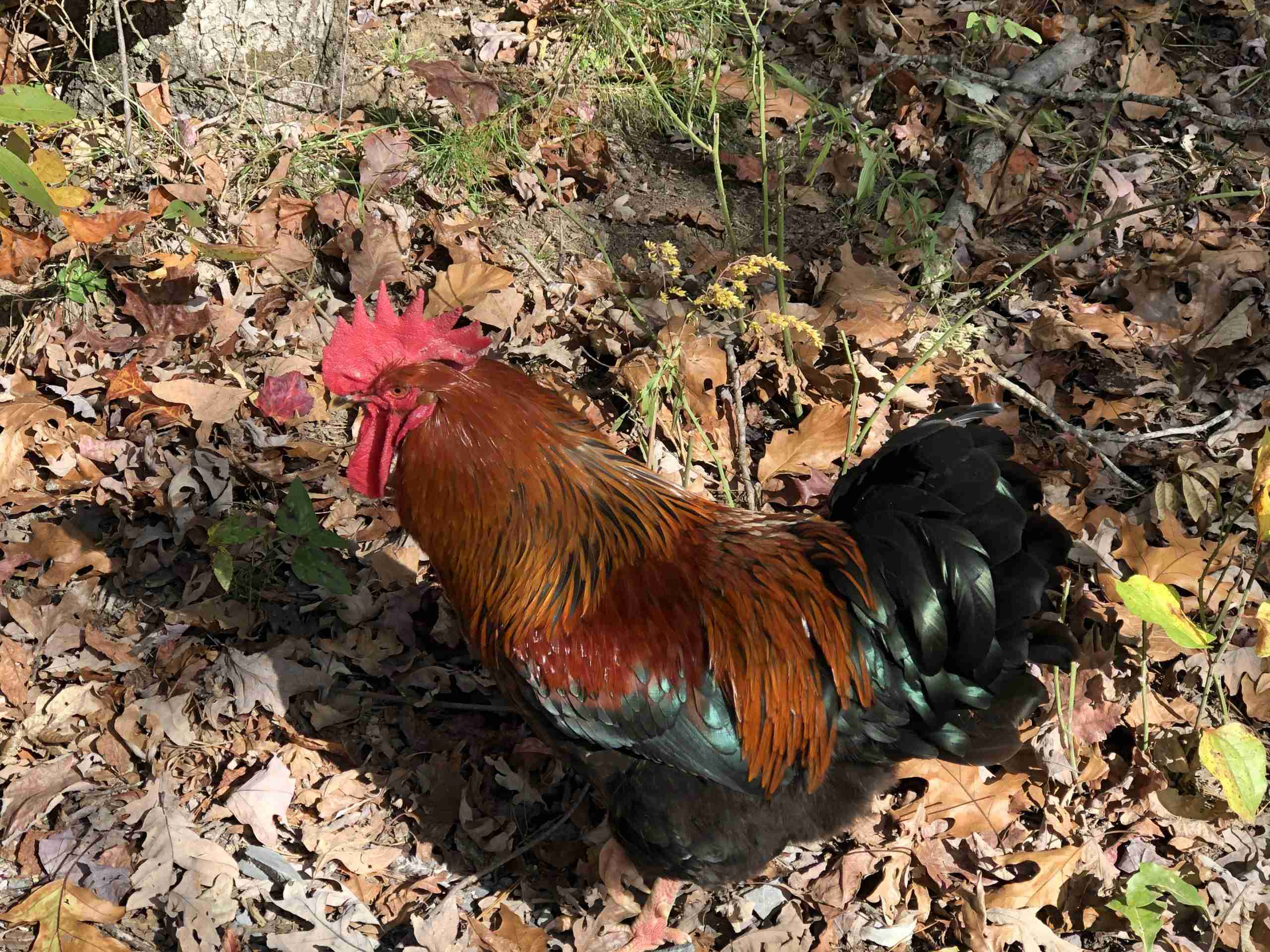Can Ameraucana Bantams Make Good Pets? - BackyardChickenNews