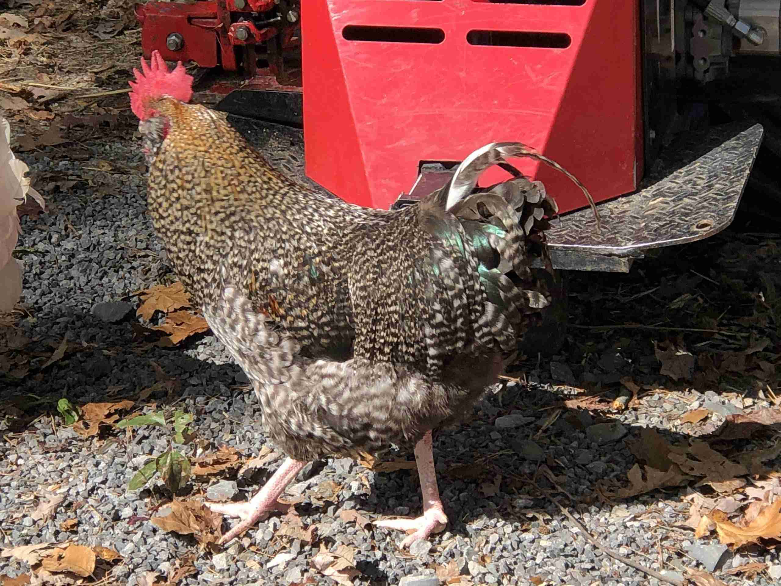 What Are the Best Tips for Raising Baby Chickens? - BackyardChickenNews