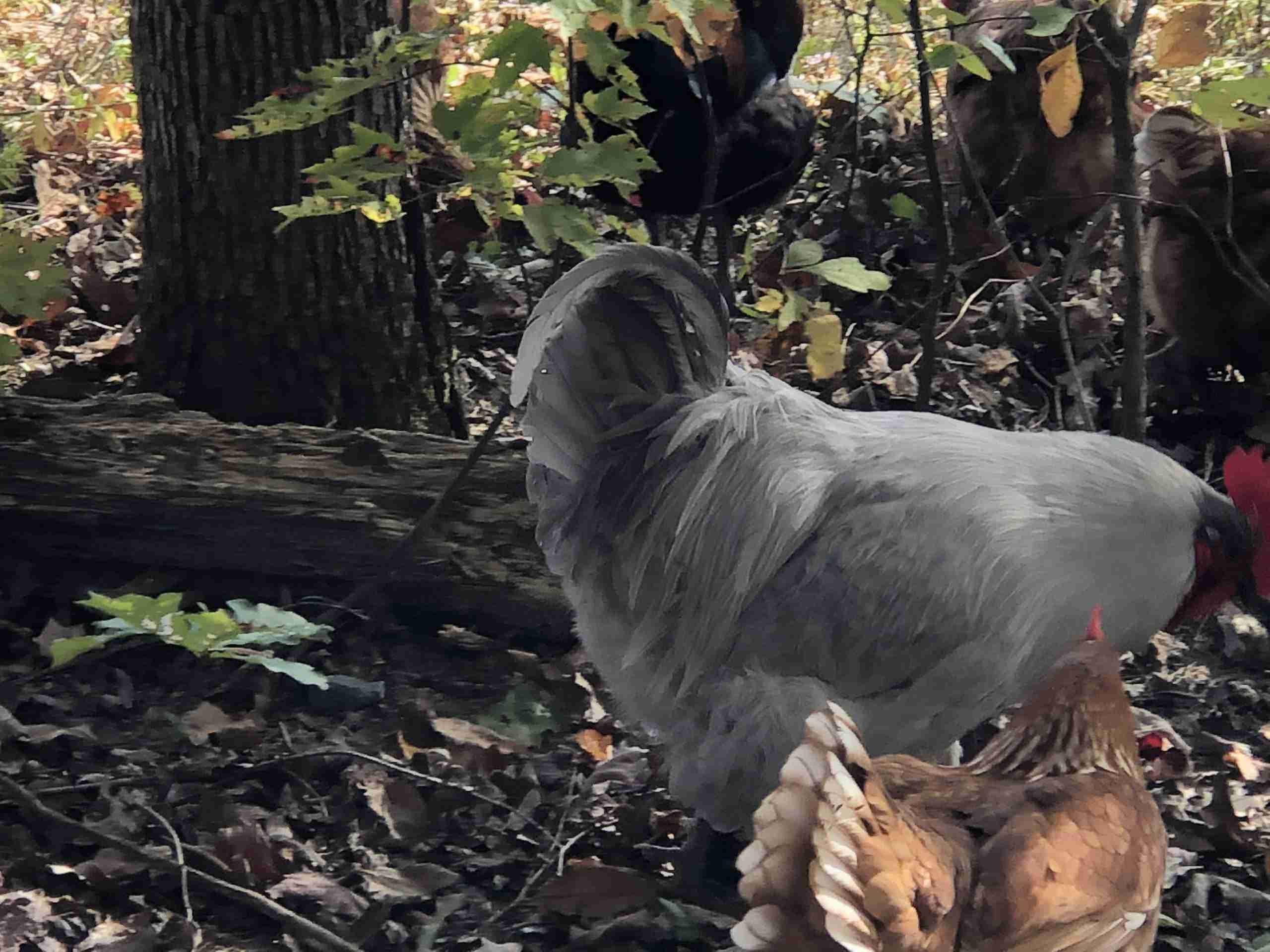 Breeds - BackyardChickenNews