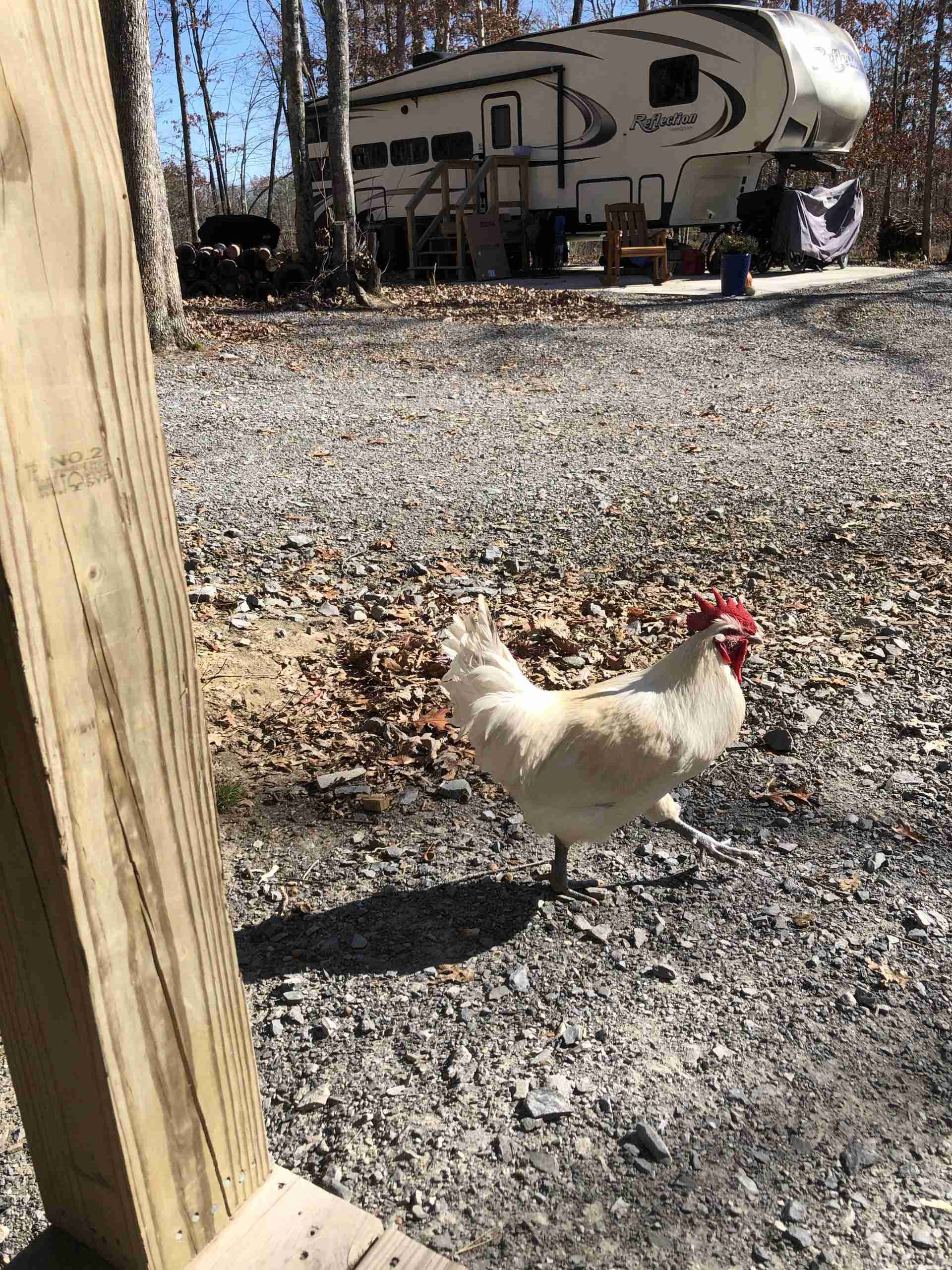 Are Backyard Chickens Worth It? - BackyardChickenNews