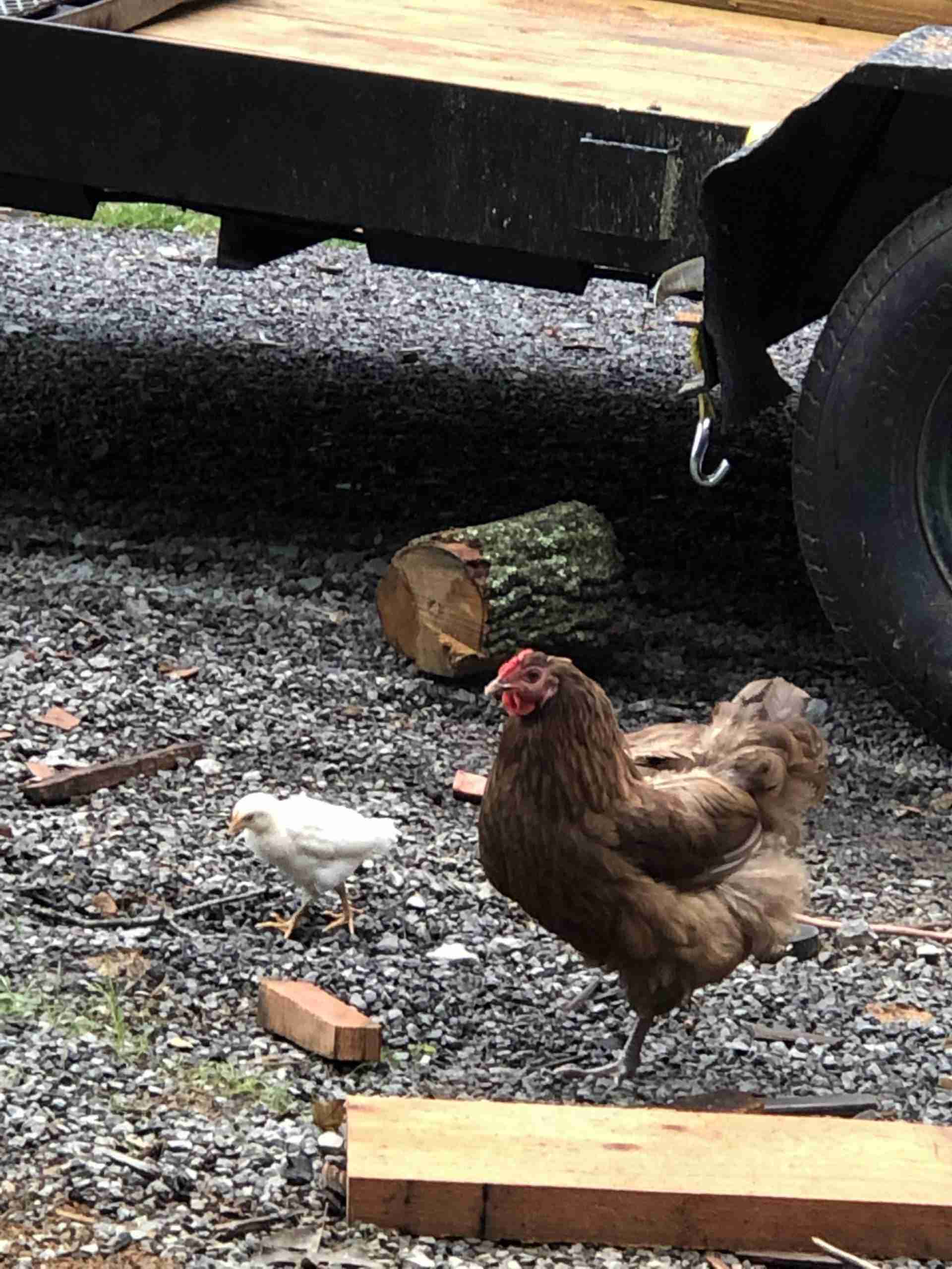 Which Backyard Chickens Are Best for Egg Laying? - BackyardChickenNews