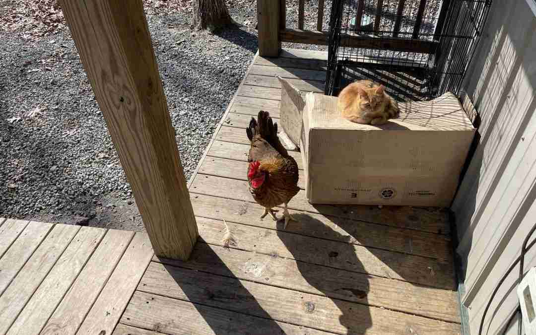 Are You Feeding Your Backyard Chickens Safe and Nutritious Food ...